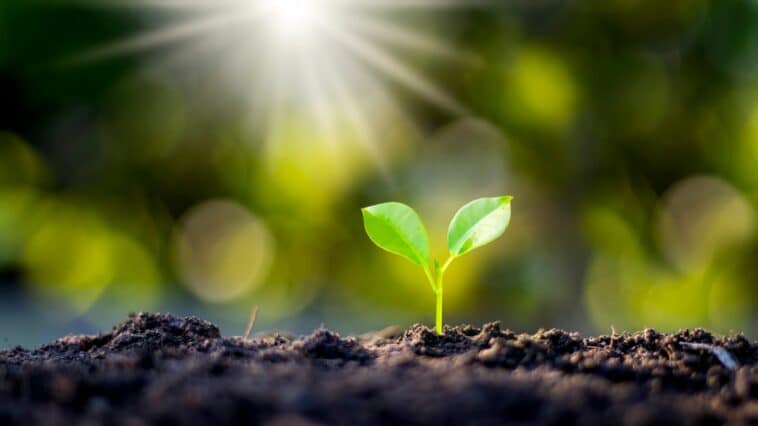 Terreau bio : la garantie de qualité de vos fruits et légumes