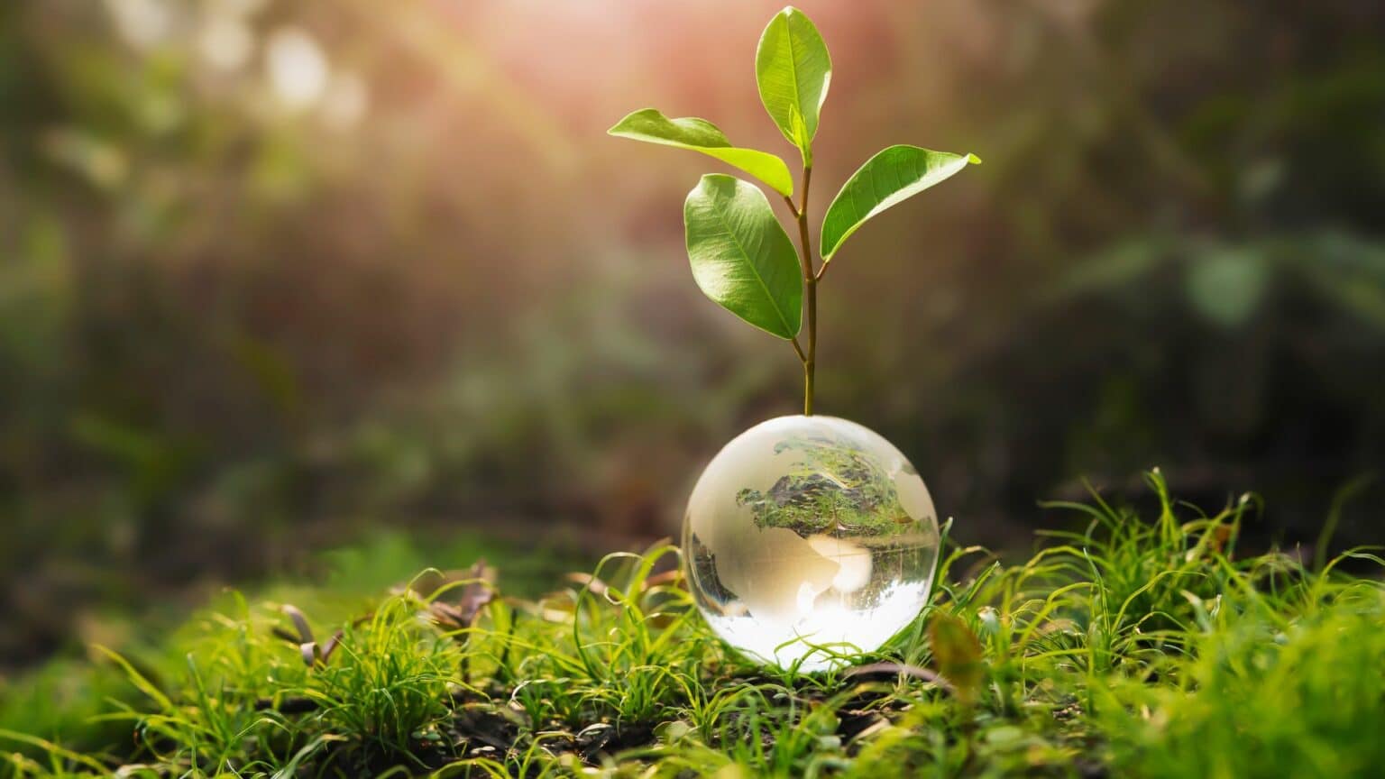 Importance de l'Écologie dans la Sauvegarde de notre Planète